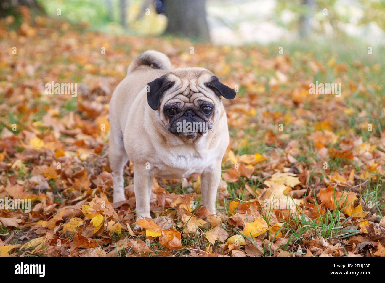 Small pug dog in park Stock Photo - Alamy