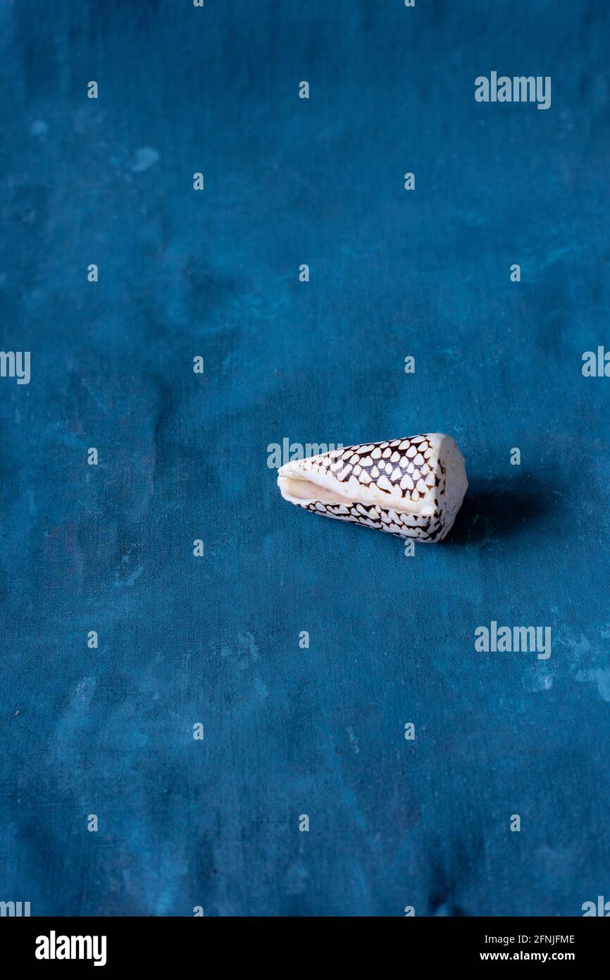 Shell marbled cone snail conus hi-res stock photography and images - Alamy