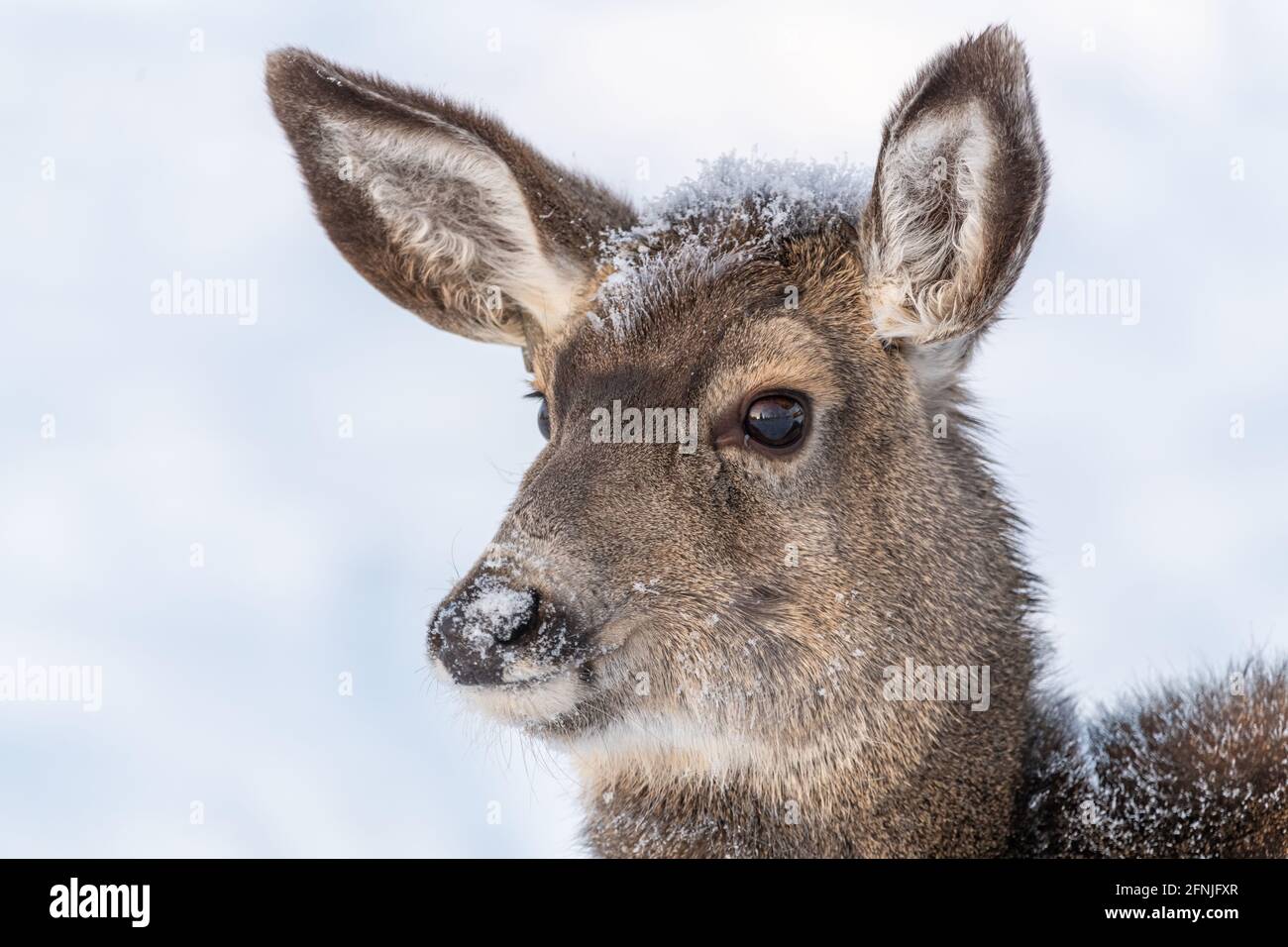 Close up mule deer face in winter time, covered in snow and ice. White ...
