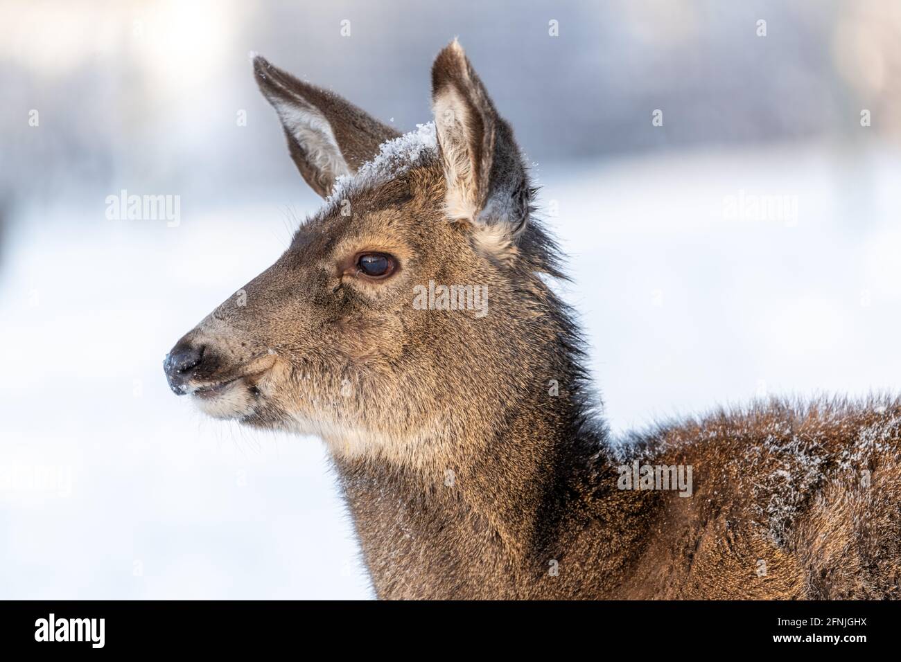 Whitetail deer buck frost hi-res stock photography and images - Alamy
