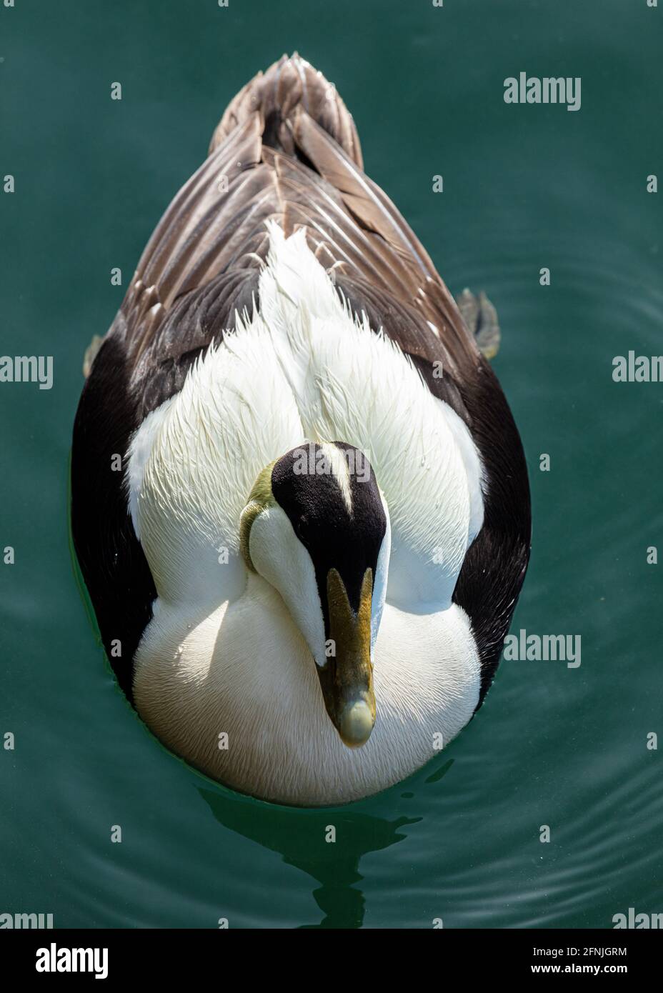 Eider Ducl swimming in water Stock Photo - Alamy