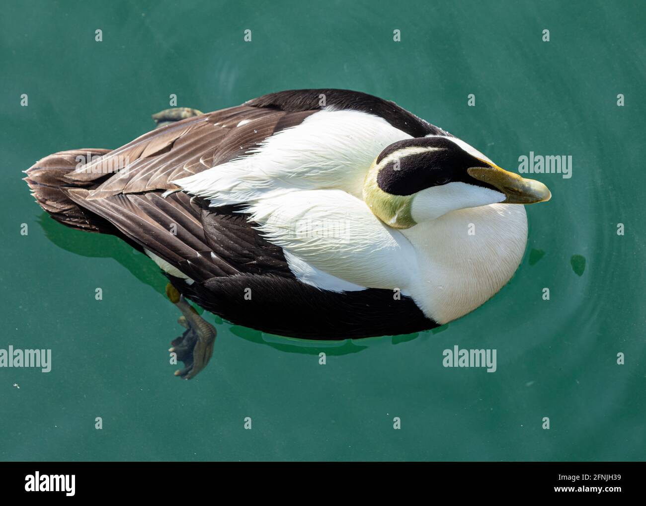 Ducl hi-res stock photography and images - Alamy