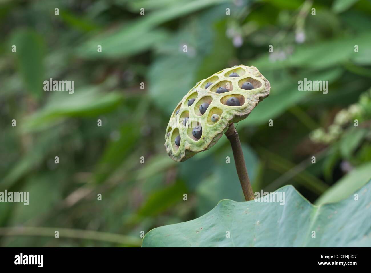 Lotus seed pod hi-res stock photography and images - Alamy