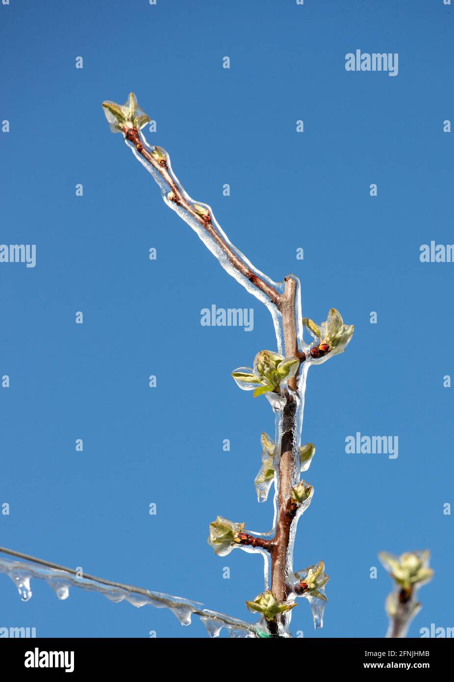 Close up of fruit tree branches with buds and freezers hanging from ...
