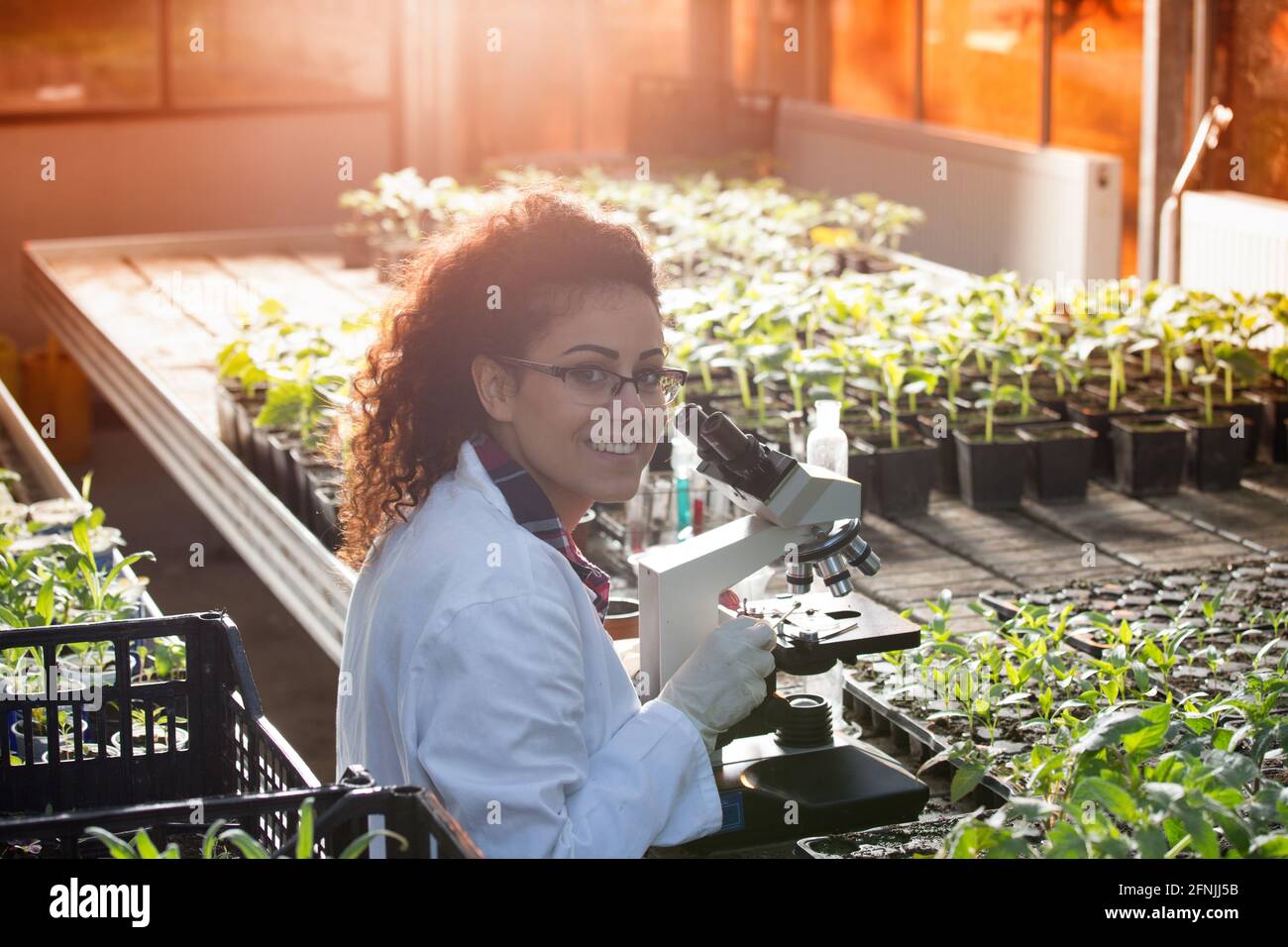 Young biologist working with microscope and seedlings in greenhouse ...