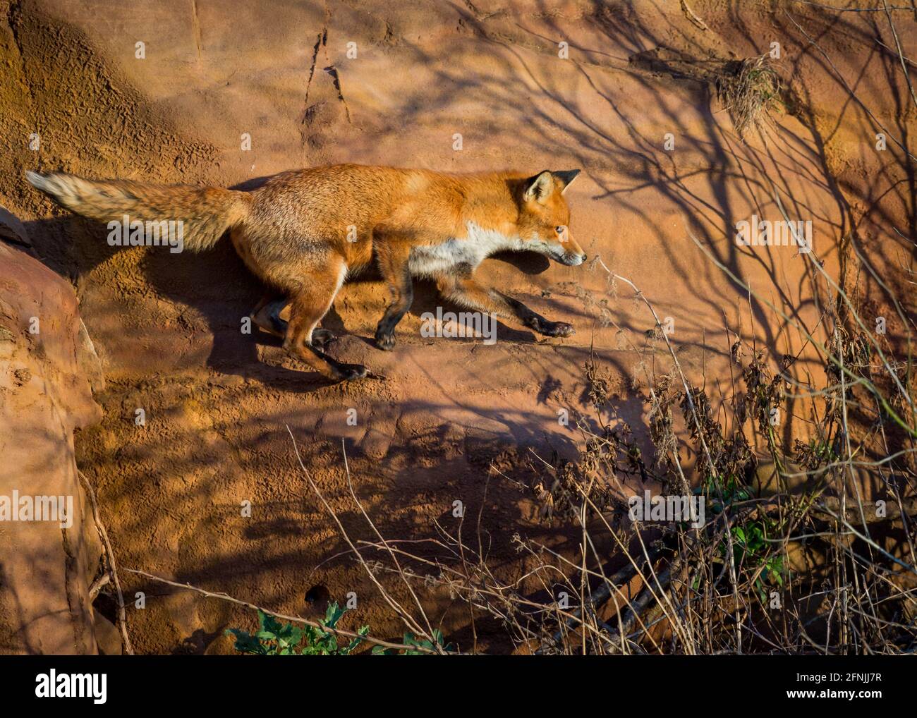 Wild Red Fox. British Wildlife Stock Photo - Alamy