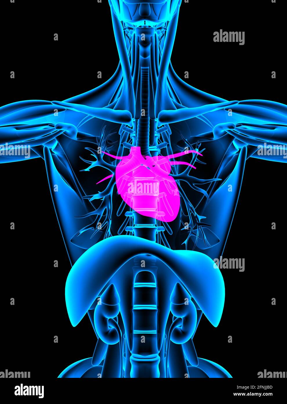 red heart x-ray close up. 3d rendering Stock Photo - Alamy