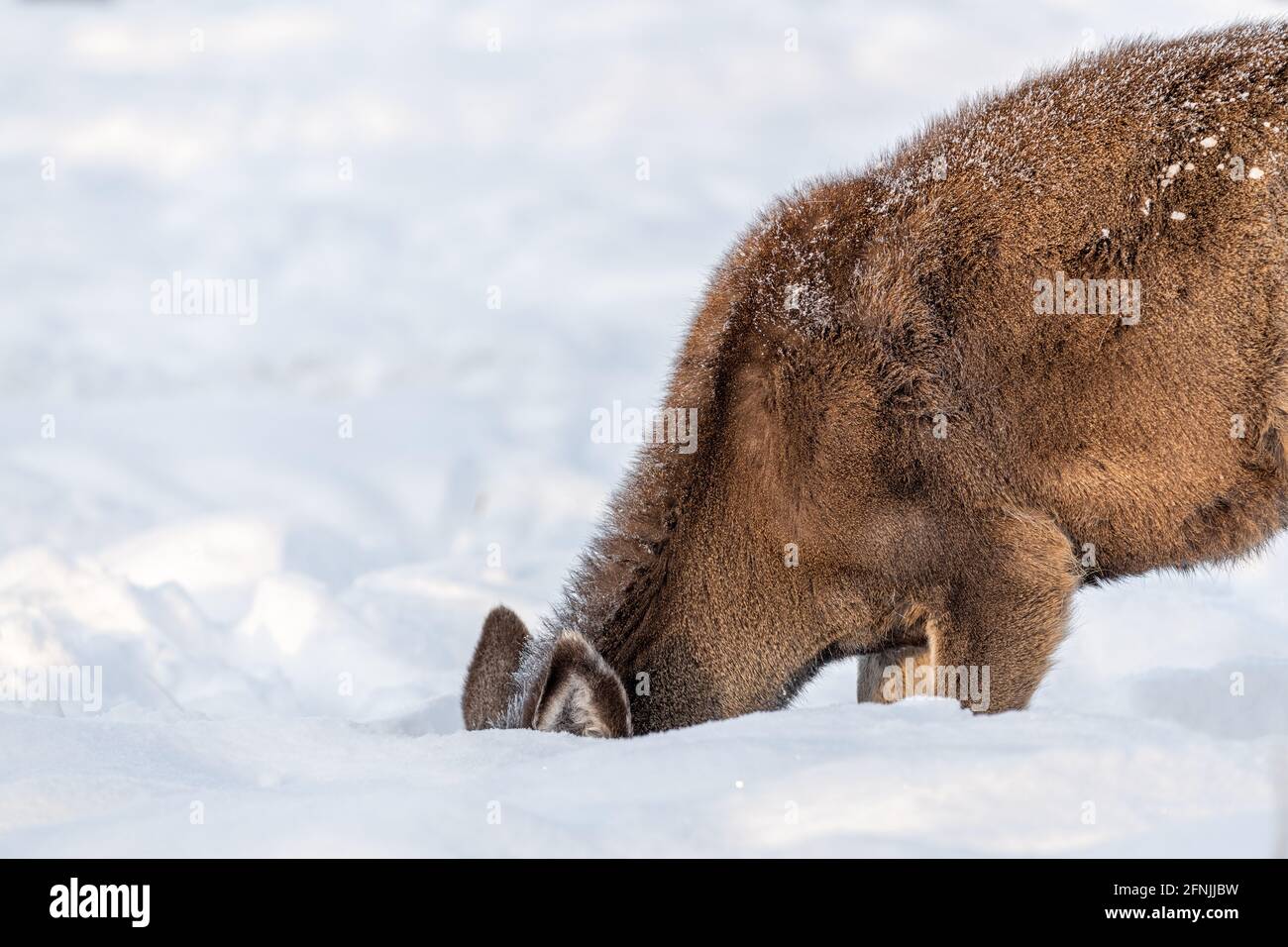 A mule deer with their head in the snow during winter season. Snowy ...