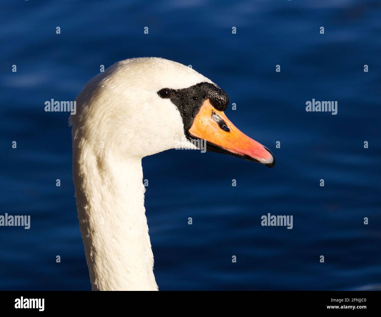 Profile pic hi-res stock photography and images - Alamy