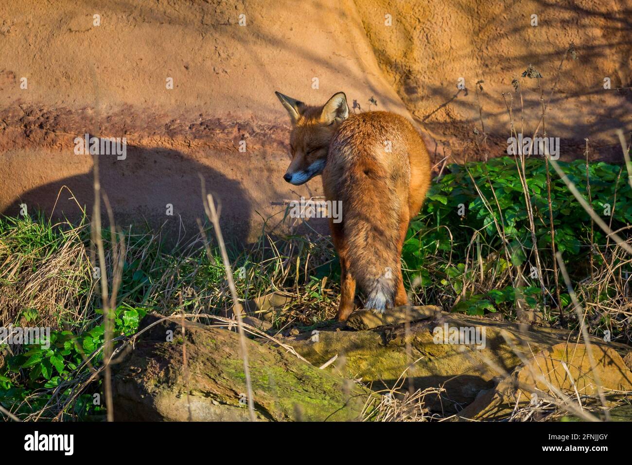 Wild Red Fox. British Wildlife Stock Photo - Alamy