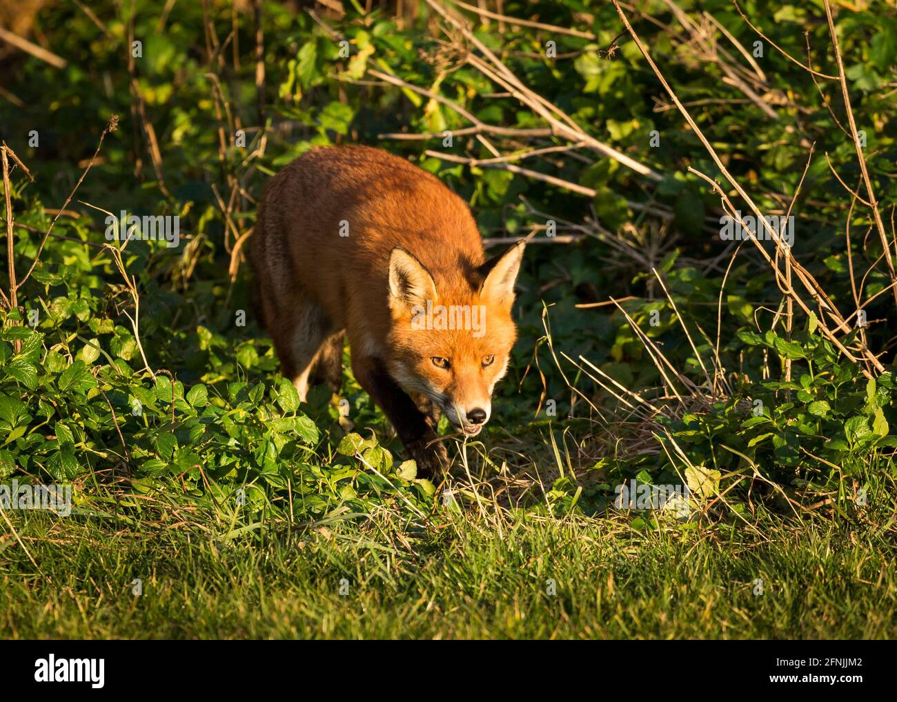 Wild Red Fox. British Wildlife Stock Photo - Alamy