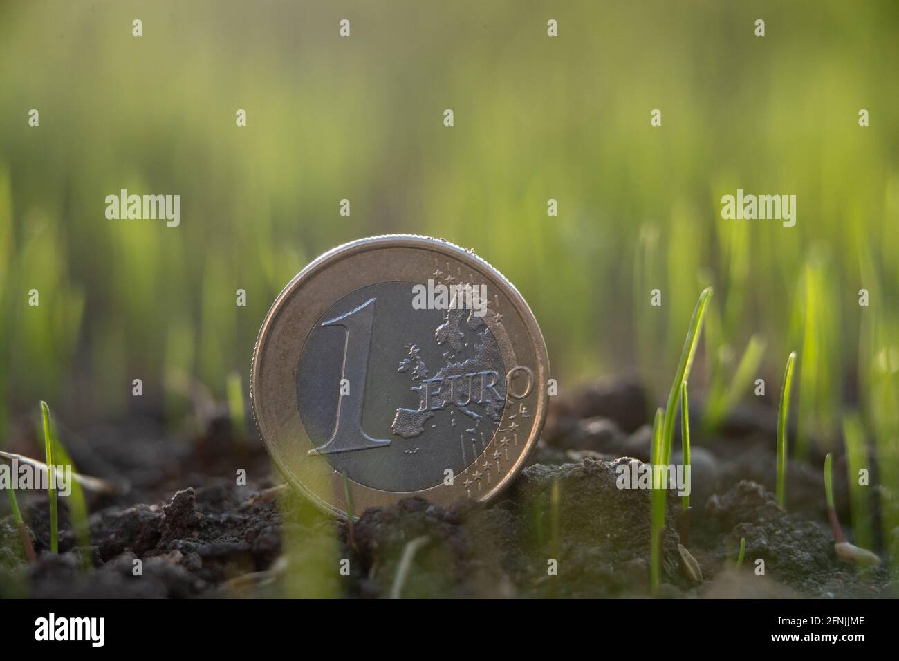 One euro coin in grass. Money growing, savings and investment concept ...