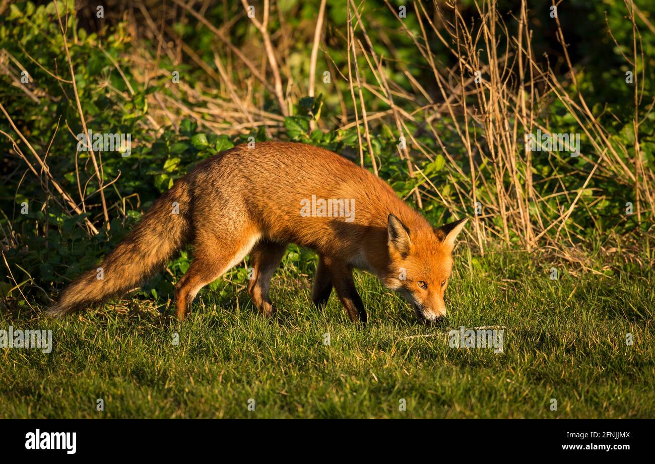 Wild Red Fox. British Wildlife Stock Photo - Alamy