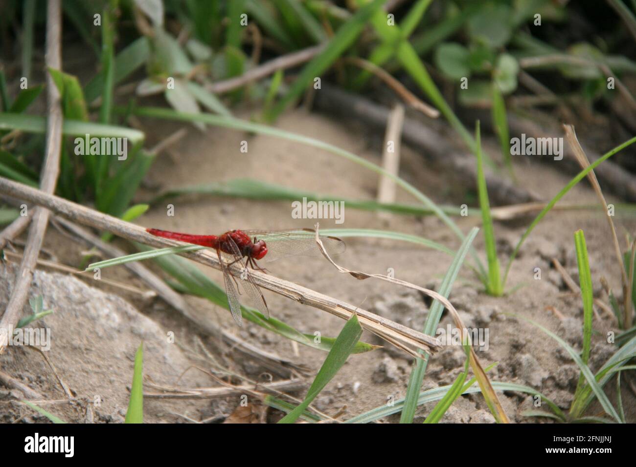 Libellule rouge hi-res stock photography and images - Alamy