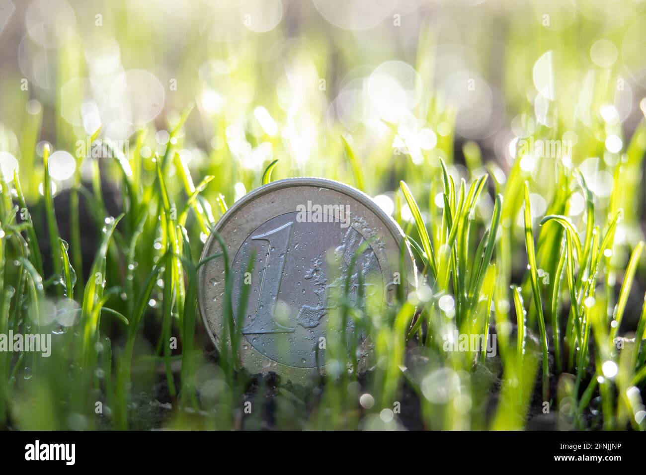 One euro coin in grass. Money growing, savings and investment concept ...