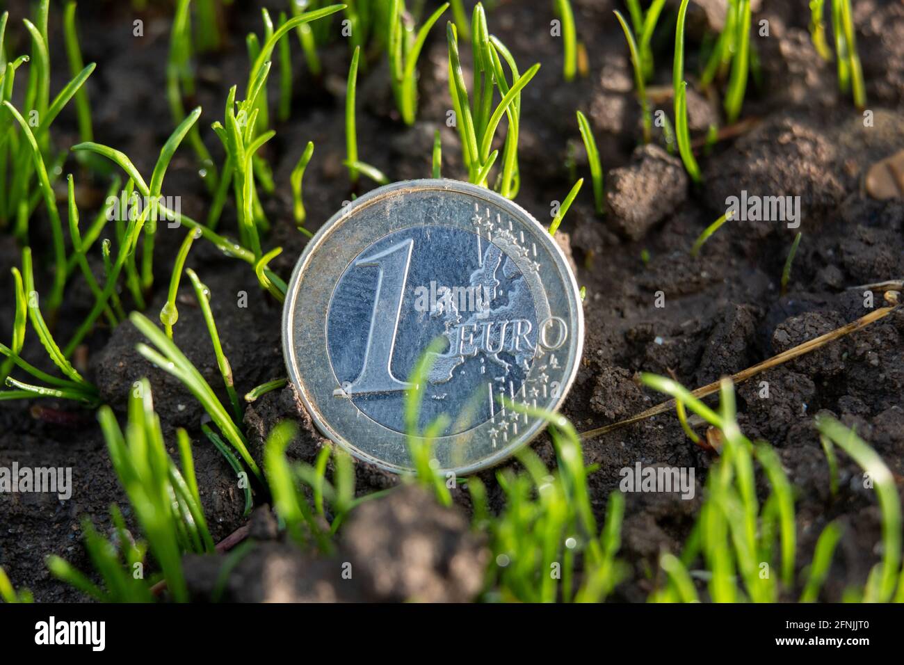 One euro coin lying on ground in grass. Money growing, savings and ...