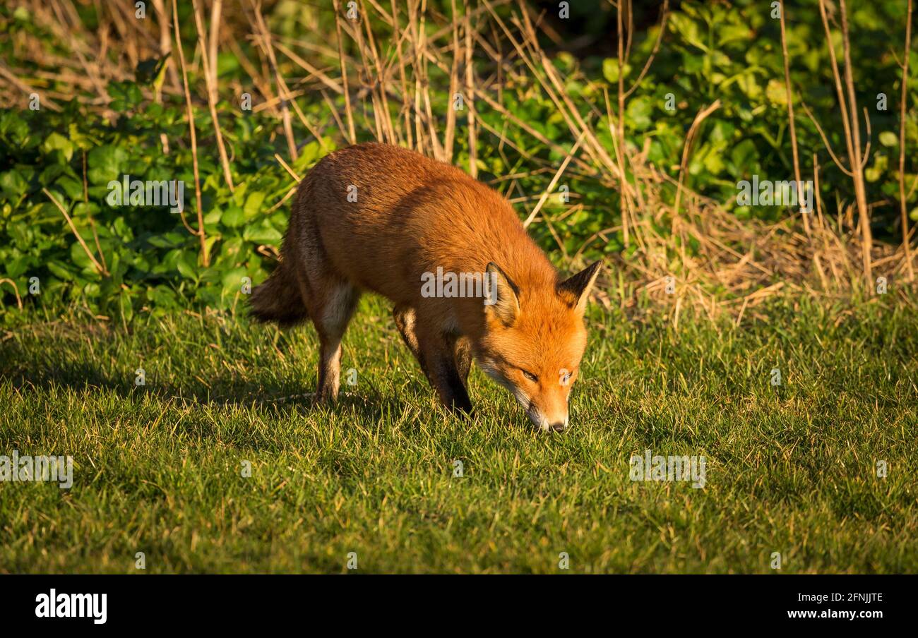 Wild Red Fox. British Wildlife Stock Photo - Alamy