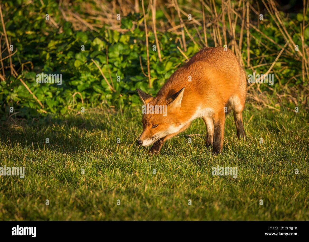 Wild Red Fox. British Wildlife Stock Photo - Alamy