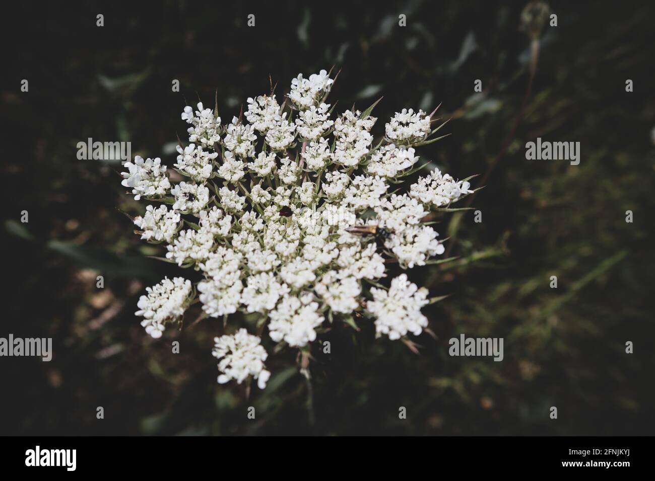 White flower natural in the field with details. Wildlife Stock Photo ...