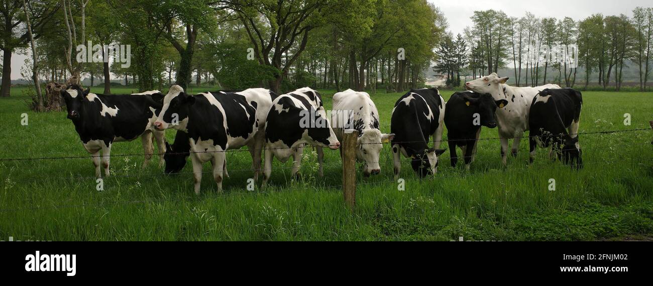 Nine Holstein Friesian cows looking at the photographer. This is a ...