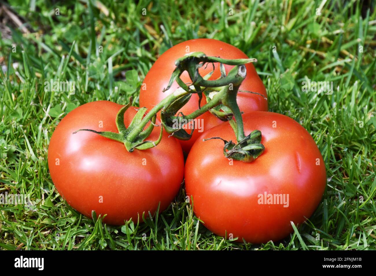 Juicy three tomatoes on the green grass Stock Photo - Alamy