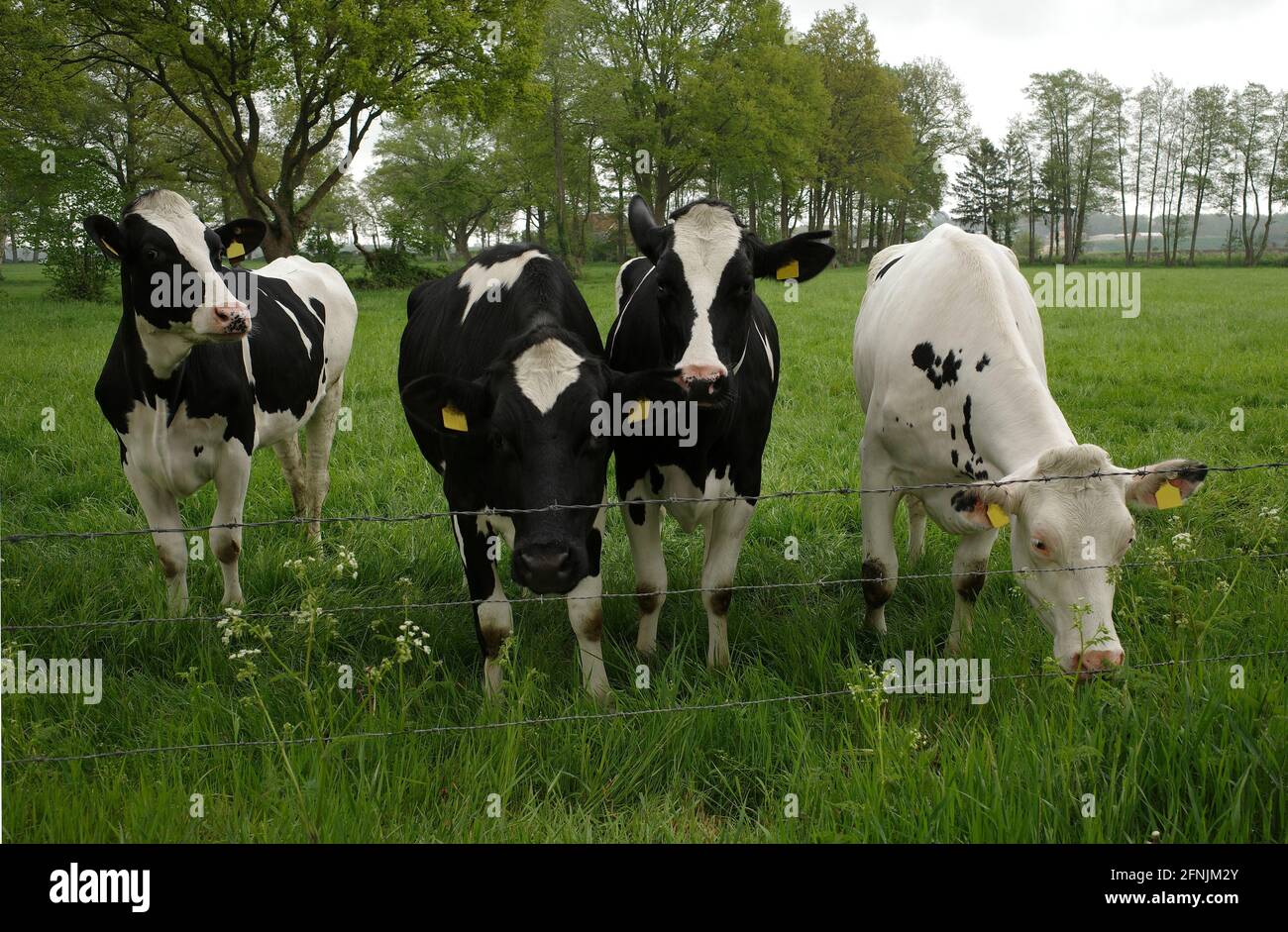 Four Holstein Friesian cows looking curious at the photographer. This ...