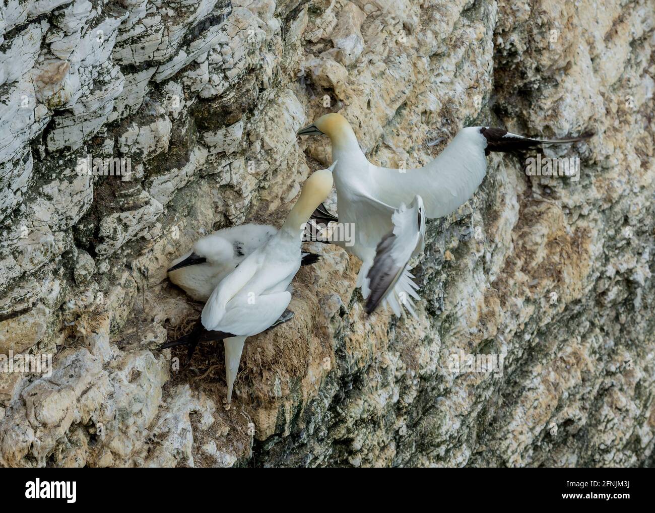 Gannets. Seabirds. At Bemptob Cliffs, North Yorkshire, England, UK ...