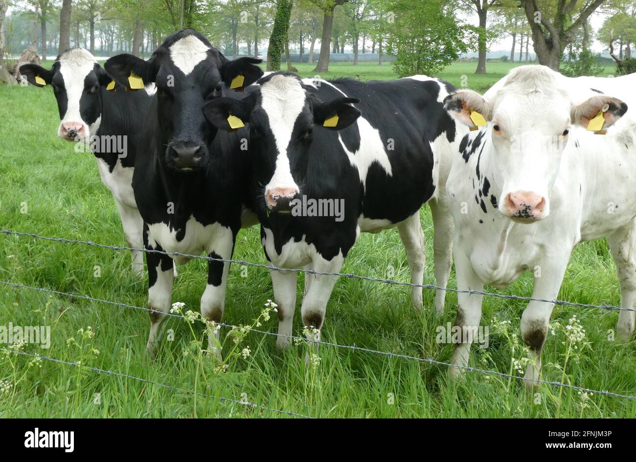 Four Holstein Friesian cows looking curious at the photographer. This ...