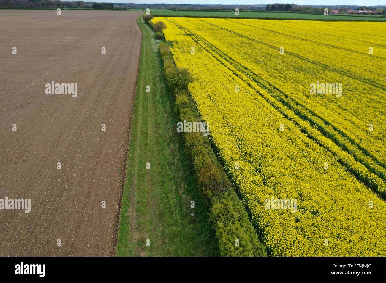 Aerial view rapeseed oil field in Norfolk UK Stock Photo - Alamy
