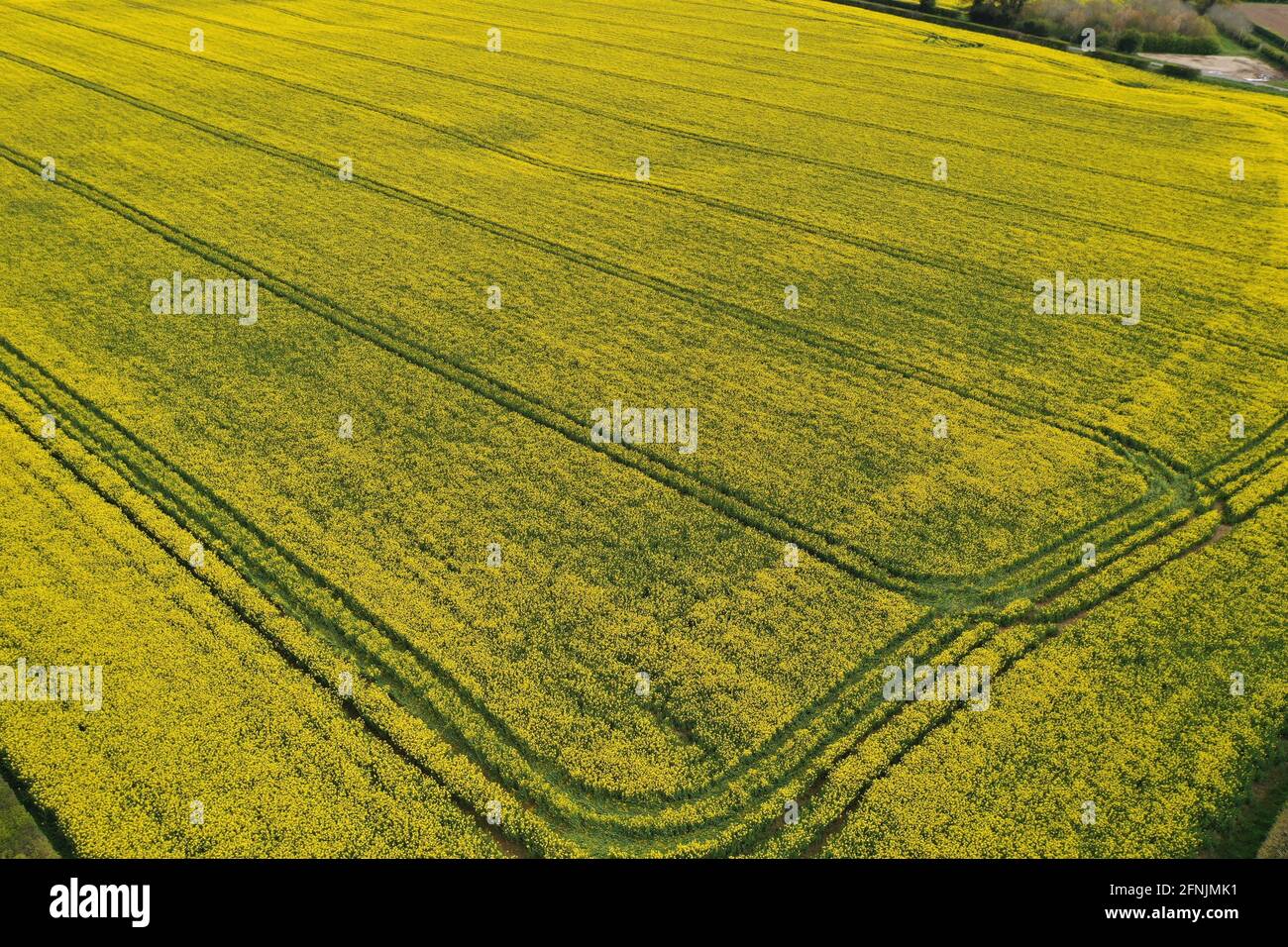 Aerial view rapeseed oil field in Norfolk UK Stock Photo - Alamy