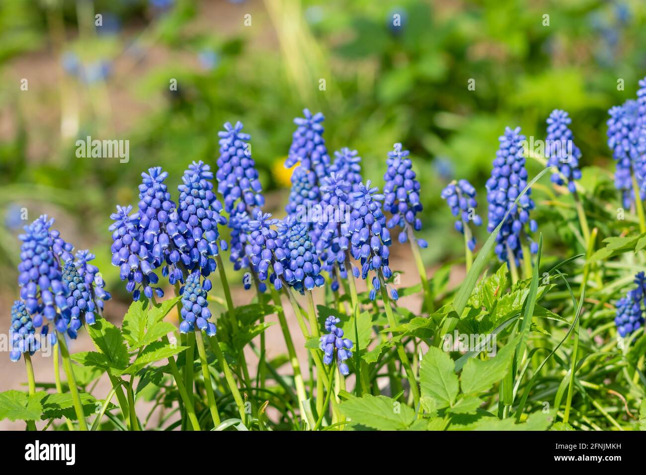 Blue Grape Hyacinth. Flowers Muscari. Blue flowers in spring garden ...