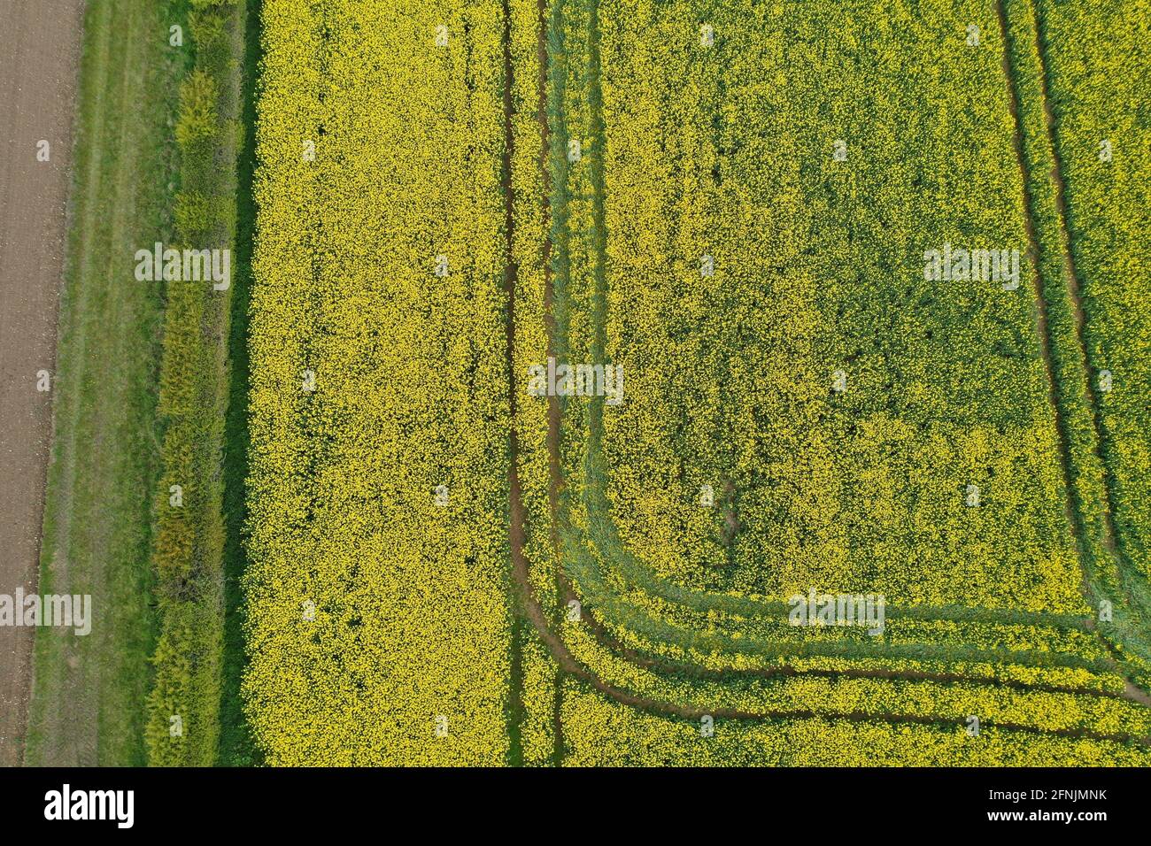 Aerial view rapeseed oil field in Norfolk UK Stock Photo - Alamy
