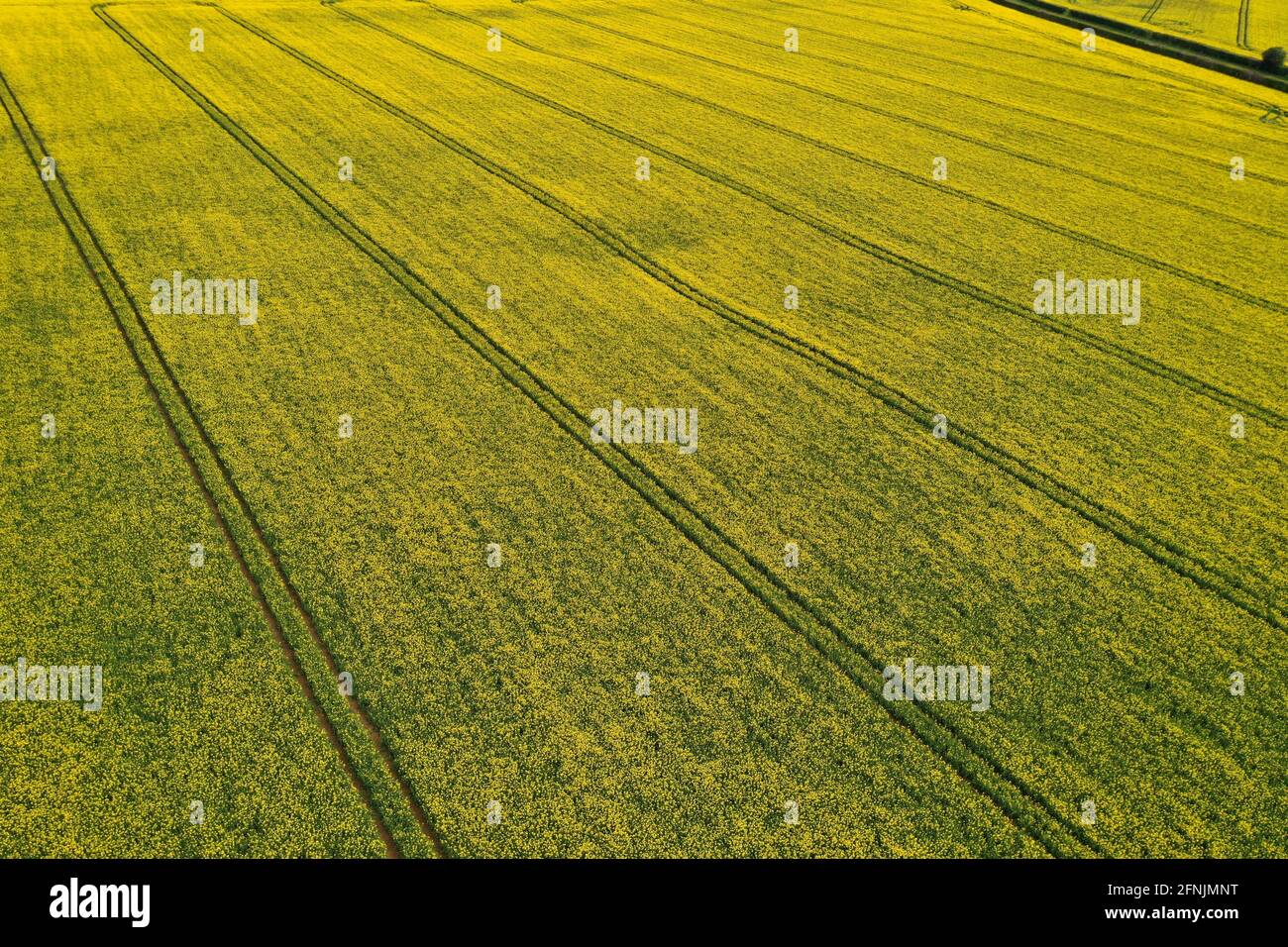 Aerial view rapeseed oil field in Norfolk UK Stock Photo - Alamy