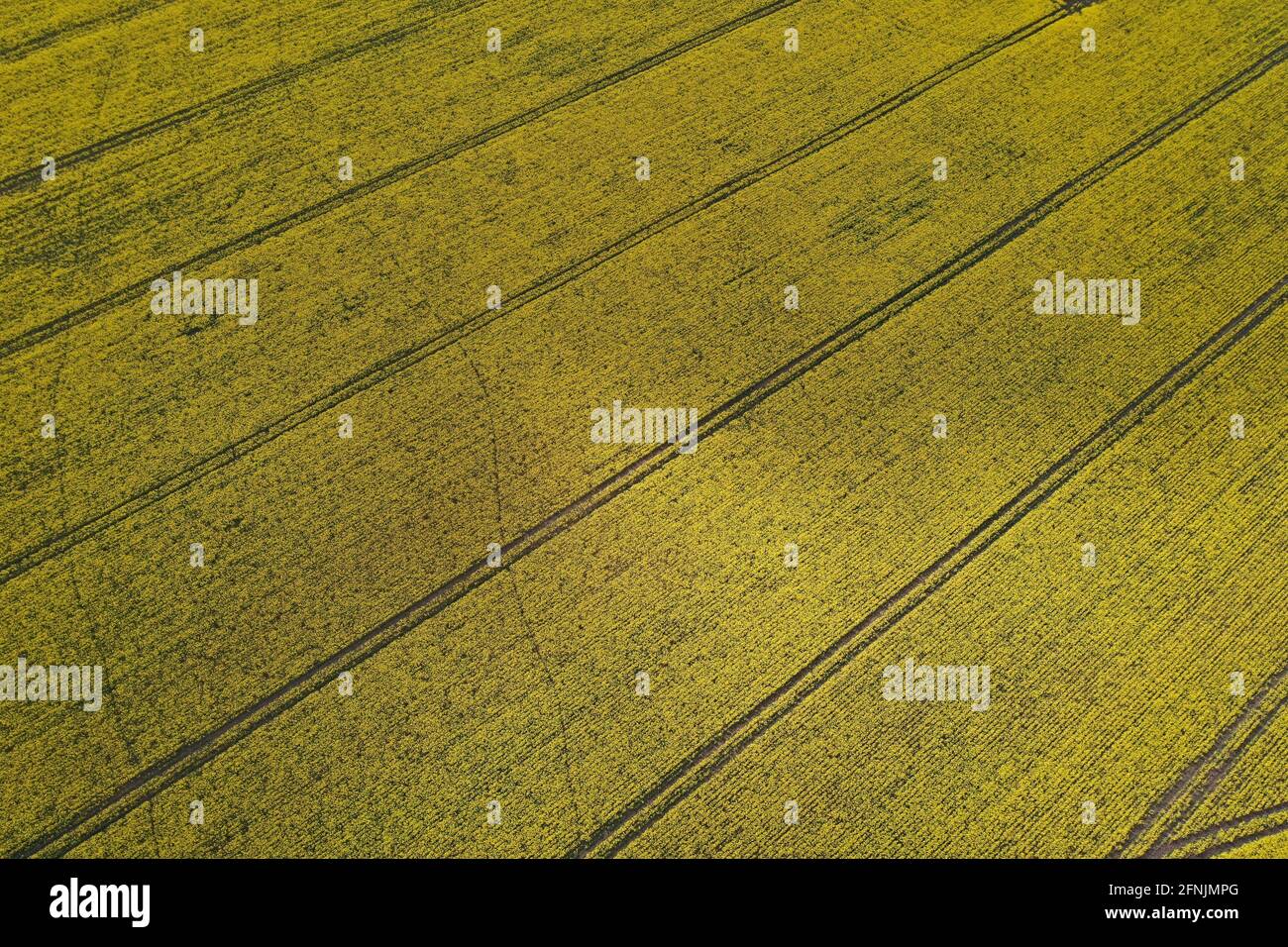 Aerial view rapeseed oil field in Norfolk UK Stock Photo - Alamy