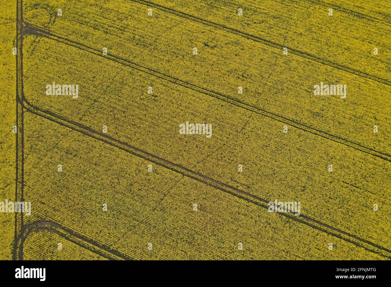 Aerial view rapeseed oil field in Norfolk UK Stock Photo - Alamy