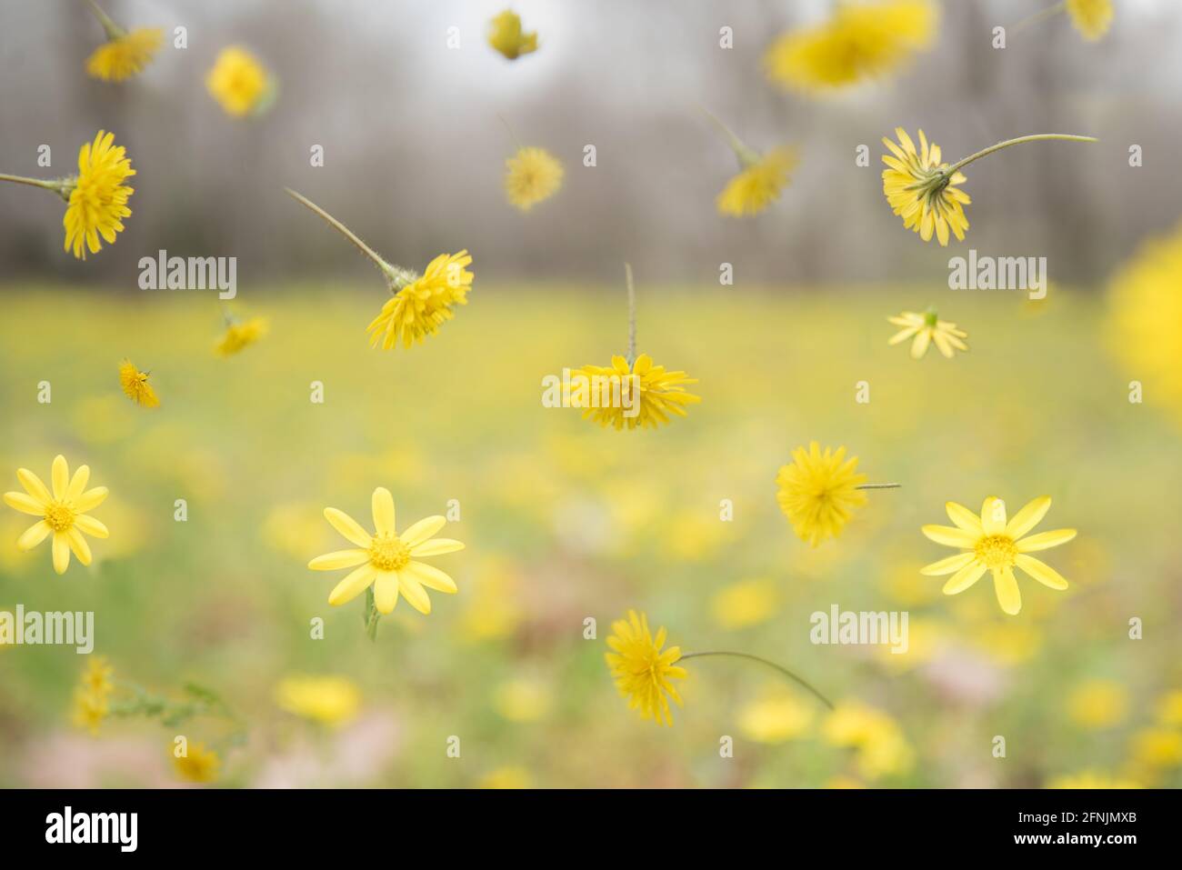 Flying bouquet hi-res stock photography and images - Alamy