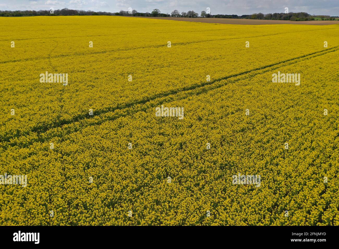 Aerial view rapeseed oil field in Norfolk UK Stock Photo - Alamy