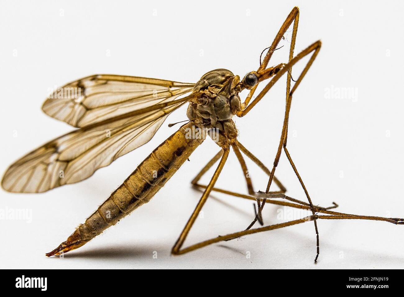 A California Crane Fly (Tipula oleracea) disceased Stock Photo - Alamy