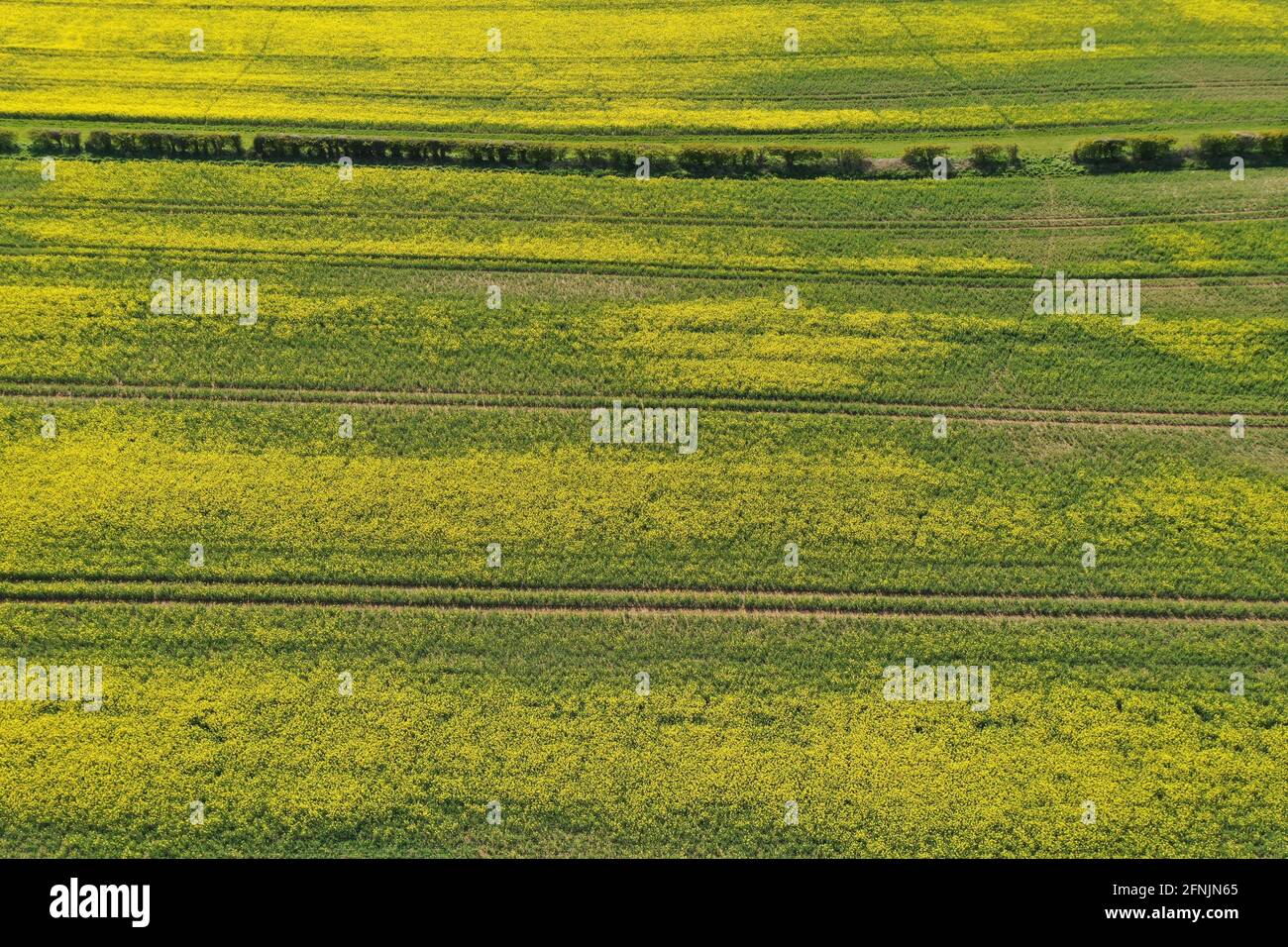 Rapeseed field uk aerial hi-res stock photography and images - Alamy