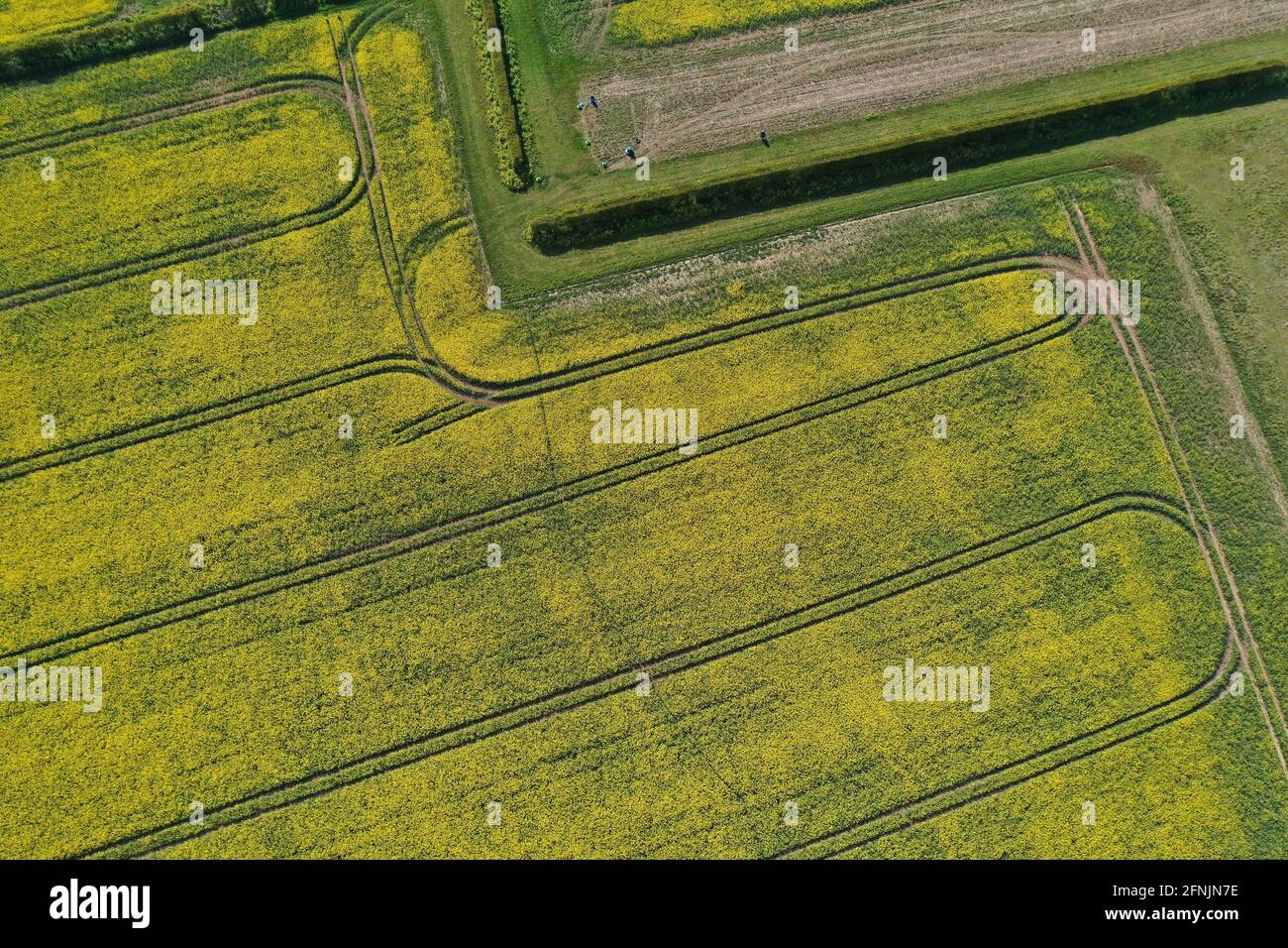 Aerial view rapeseed oil field in Norfolk UK Stock Photo - Alamy