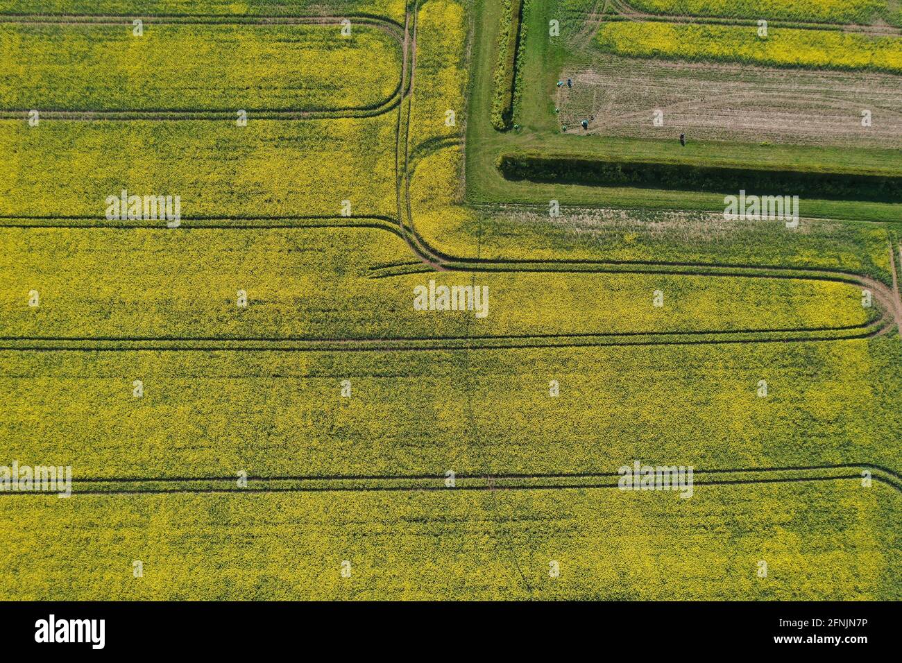 Aerial view rapeseed oil field in Norfolk UK Stock Photo - Alamy