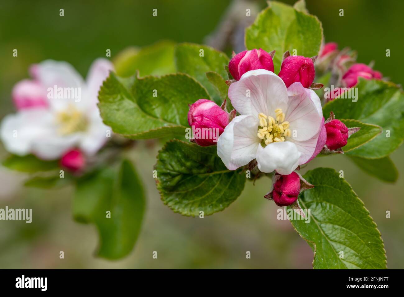 Macro shot of apple blossom in bloom Stock Photo - Alamy