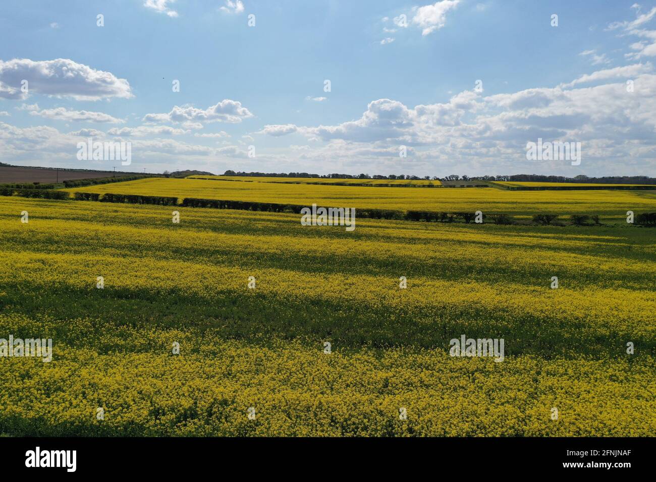 Aerial view rapeseed oil field in Norfolk UK Stock Photo - Alamy