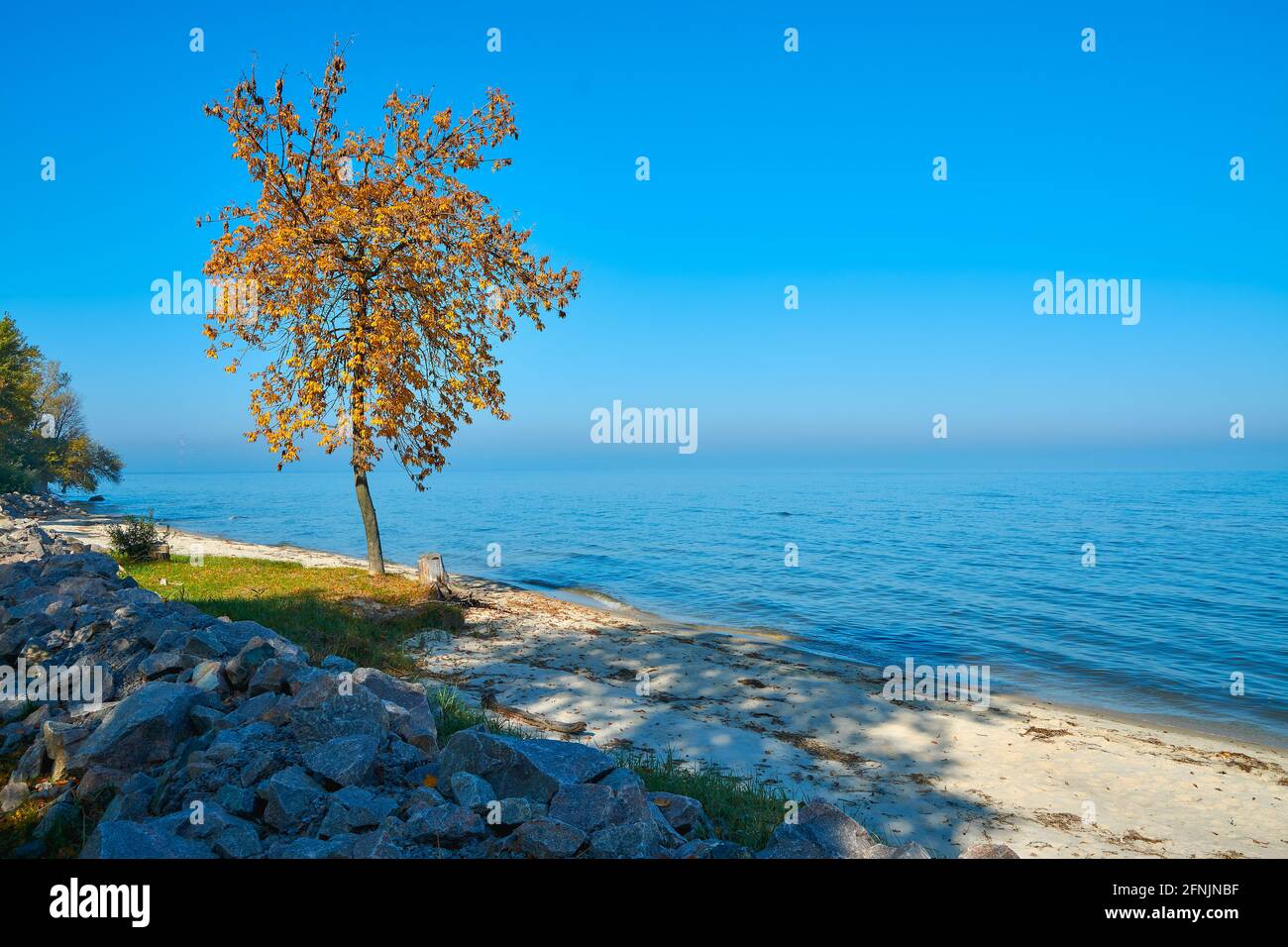 Bench on beach coconut tree hi-res stock photography and images - Alamy