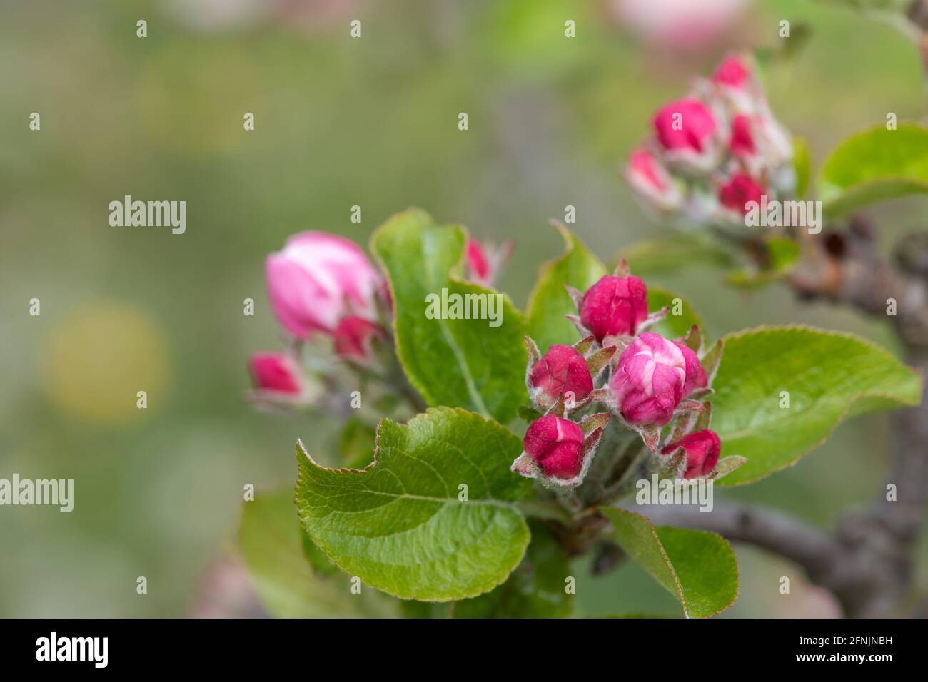 Macro shot of an apple branch at the pink bud growth stage Stock Photo ...