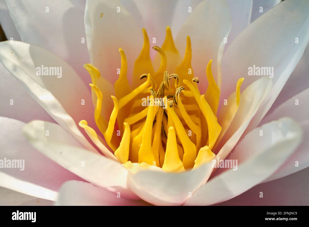 White lotus close-up in a pond Stock Photo - Alamy