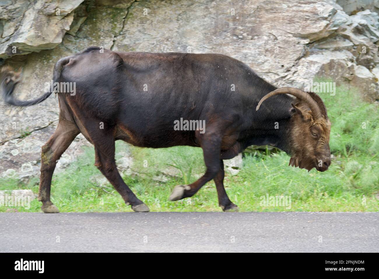 Brown cow with a goat head Stock Photo - Alamy