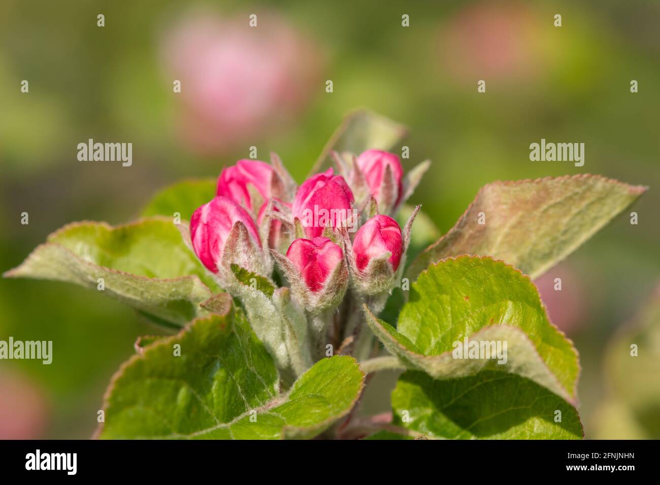 Macro shot of an apple branch at the pink bud growth stage Stock Photo ...