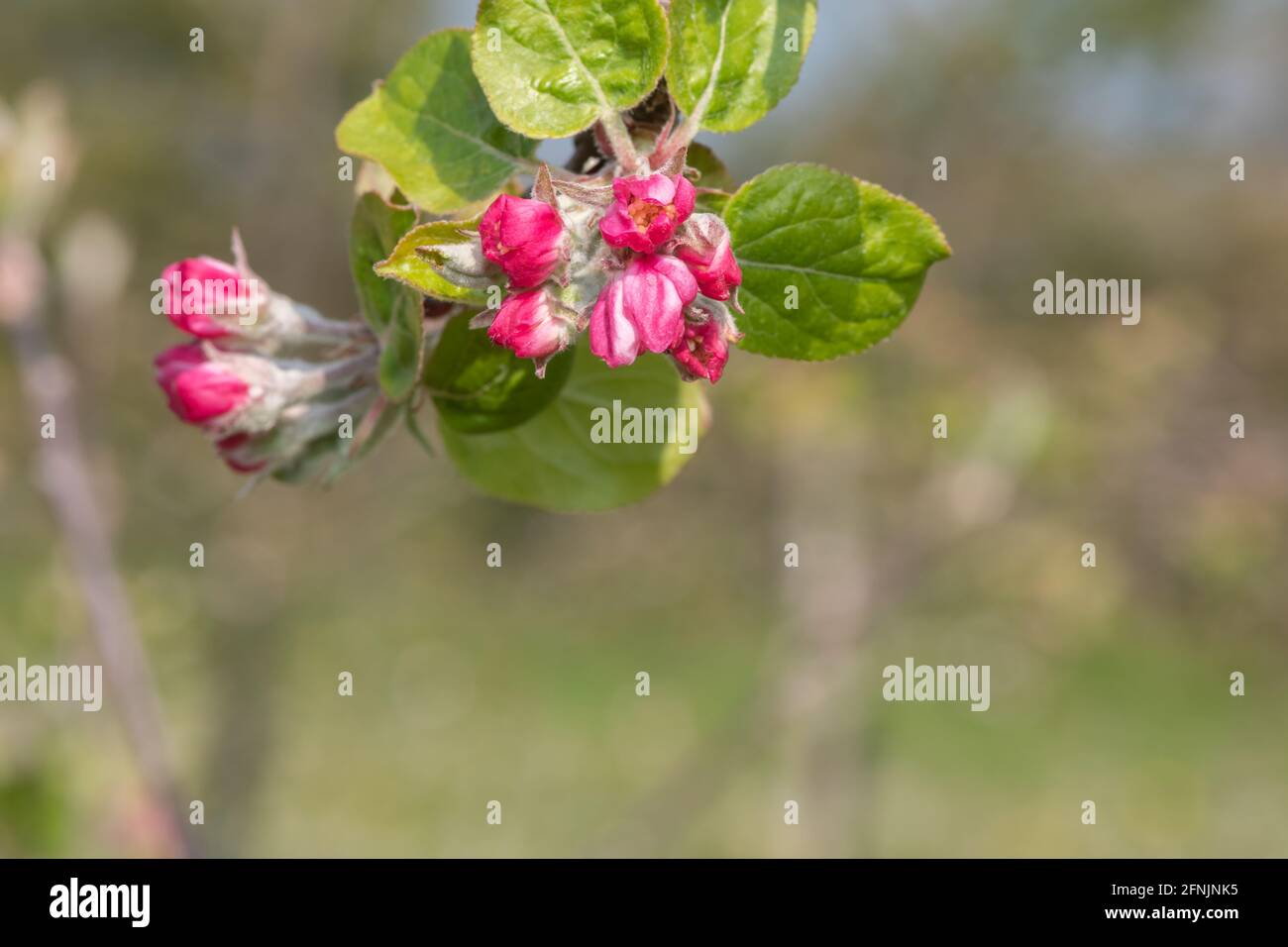 Macro shot of an apple branch at the pink bud growth stage Stock Photo ...