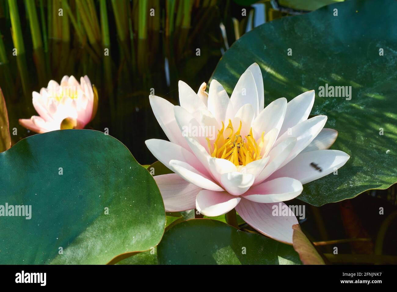 Lotuses on surface lake hi-res stock photography and images - Alamy